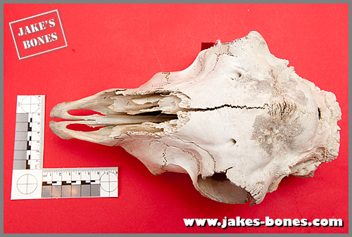 The unlucky roe deer and the interesting sheep skull : Jake's Bones