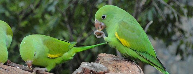 The Grey-cheeked Parakeet & Other Brotogeris