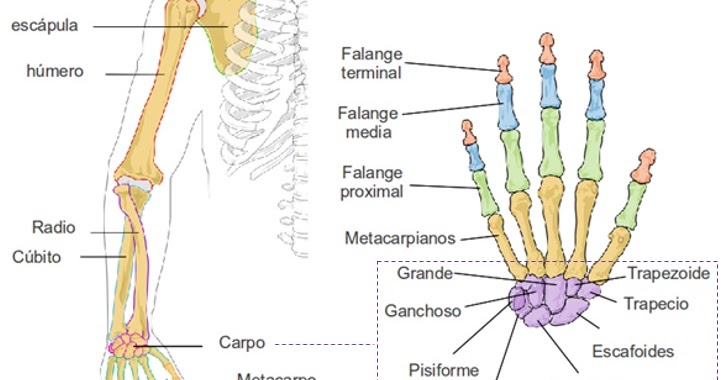 HUESOS DEL ESQUELETO APENDICULAR