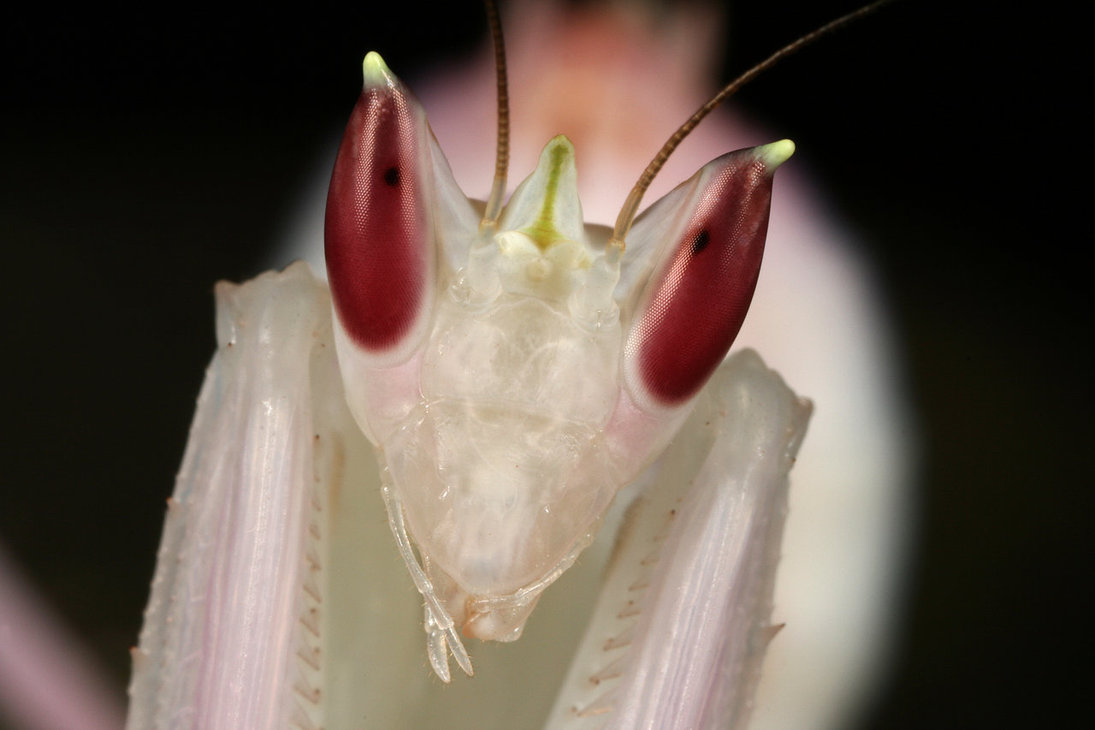 PIGMENTOS EN INSECTOS