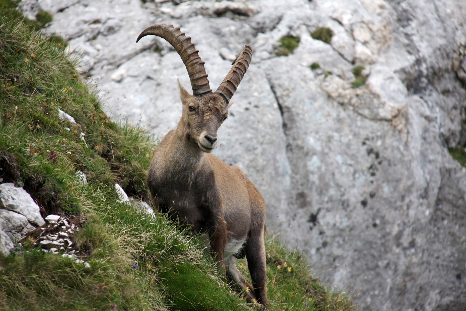 The Alpine ibex mission in the Julian Alps | Outdoor Slovenia
