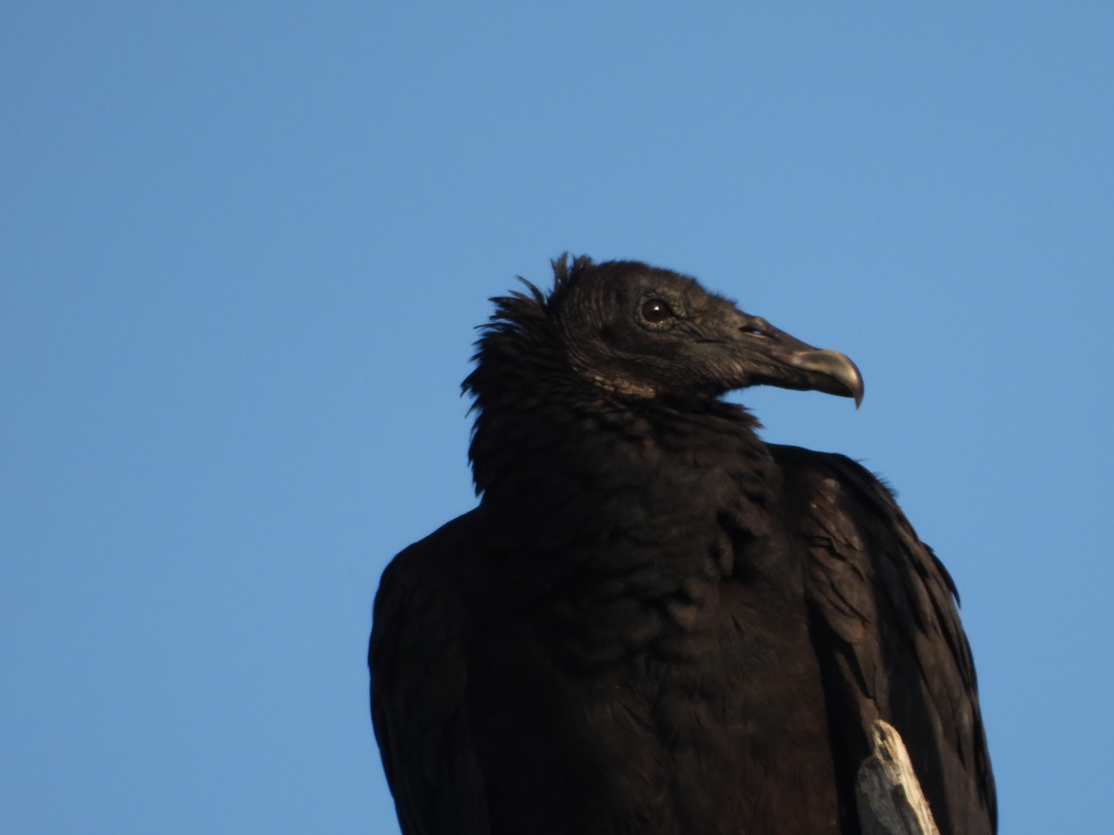 Bird & Travel Photos, Birding Sites, Bird Information: BLACK VULTURE ...