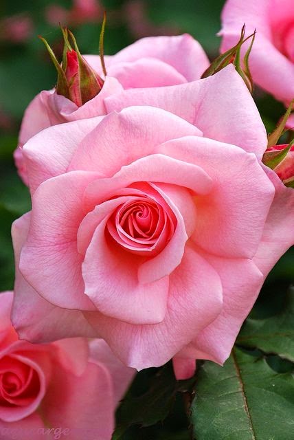 Pink beauty ~ Stunning nature