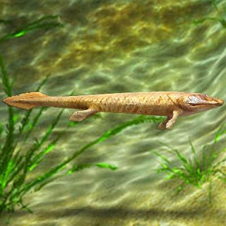 Life Before the Dinosaurs: Tiktaalik.