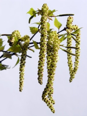 My Two Cents: Fighting with the trees