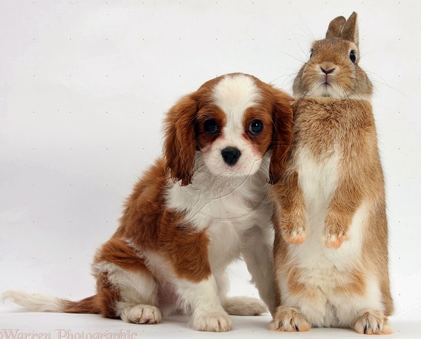 Foto Anjing Dan Kelinci Berpose Lucu | Gambar Foto Kelinci