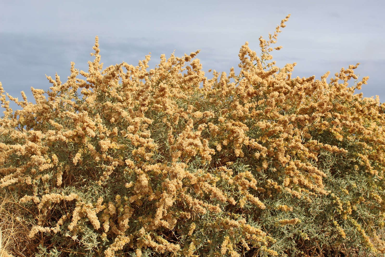 KEYS VIEW SCORPIONS TWO: ATRIPLEX CANESCENS - FOUR WING SALTBUSH