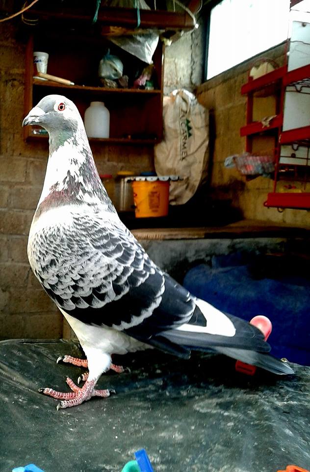 nieripigeons2-racing pigeons