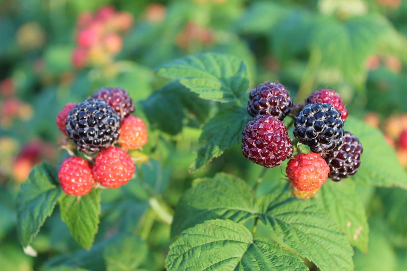 country life in S.Korea.: Rubus coreanus fruit farm