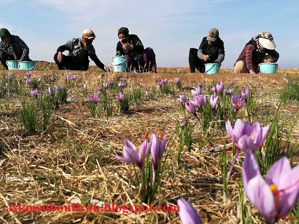 Ask me about Iran: Best Saffron Cultivated in Iran to export