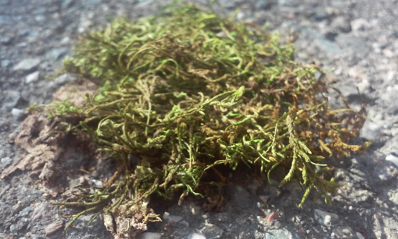 The Dragon's Tales: That's Mossed Up