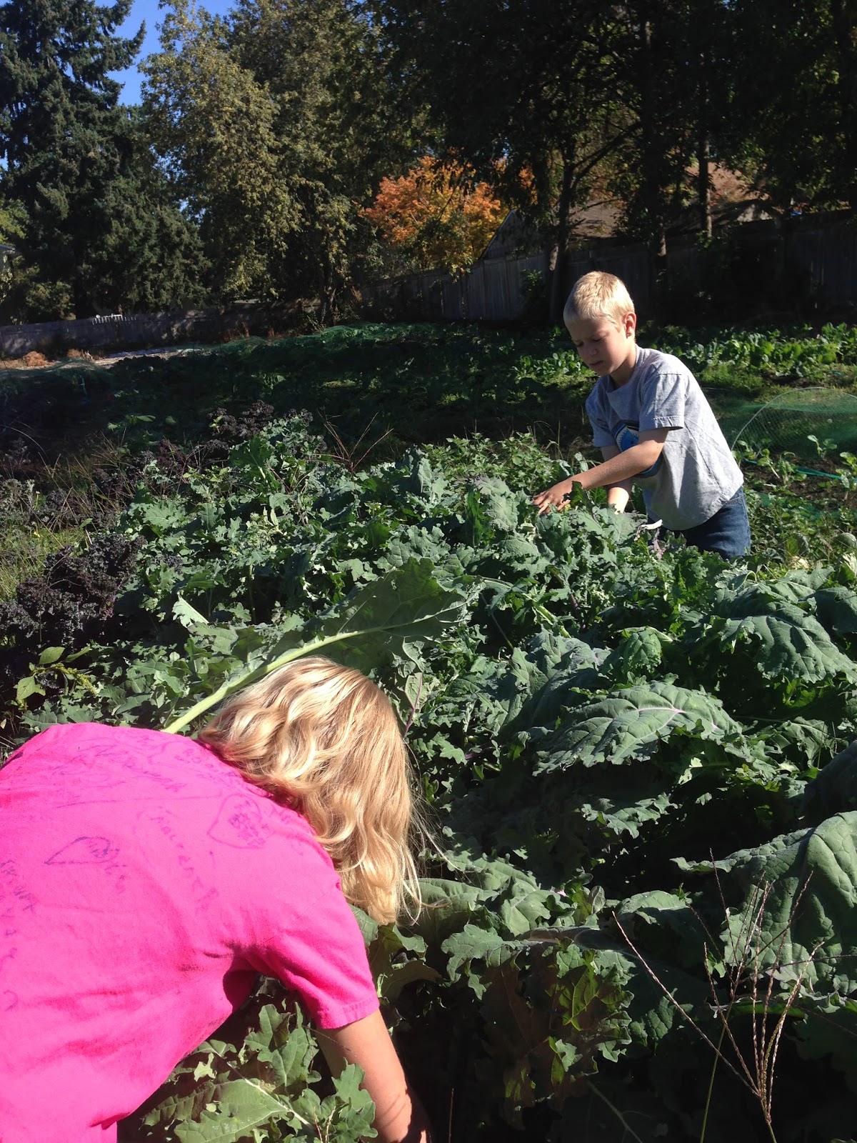 Hi! It's Jilly.: Cultivating Kids' Community Service Through Gardening