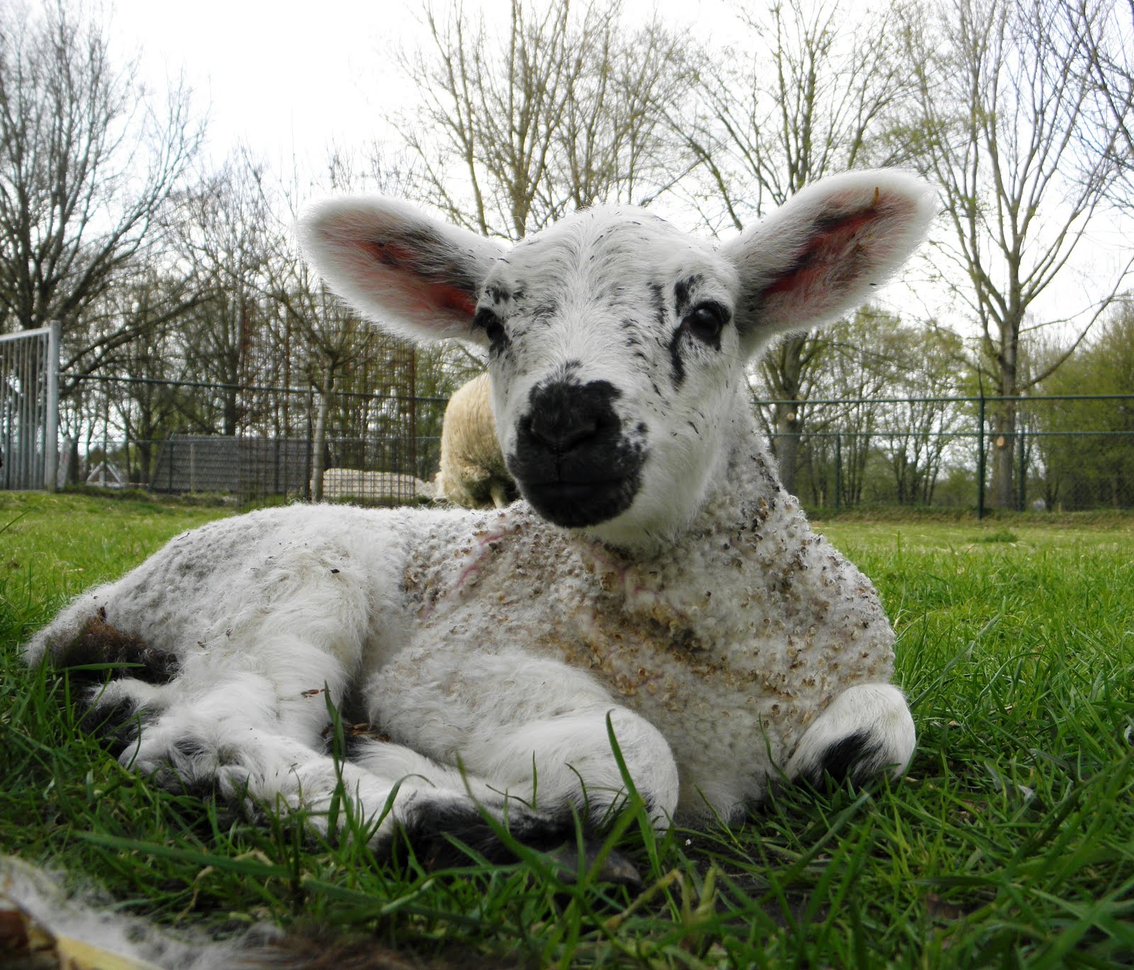 kinderboerderij winschoten: bevalling schaap