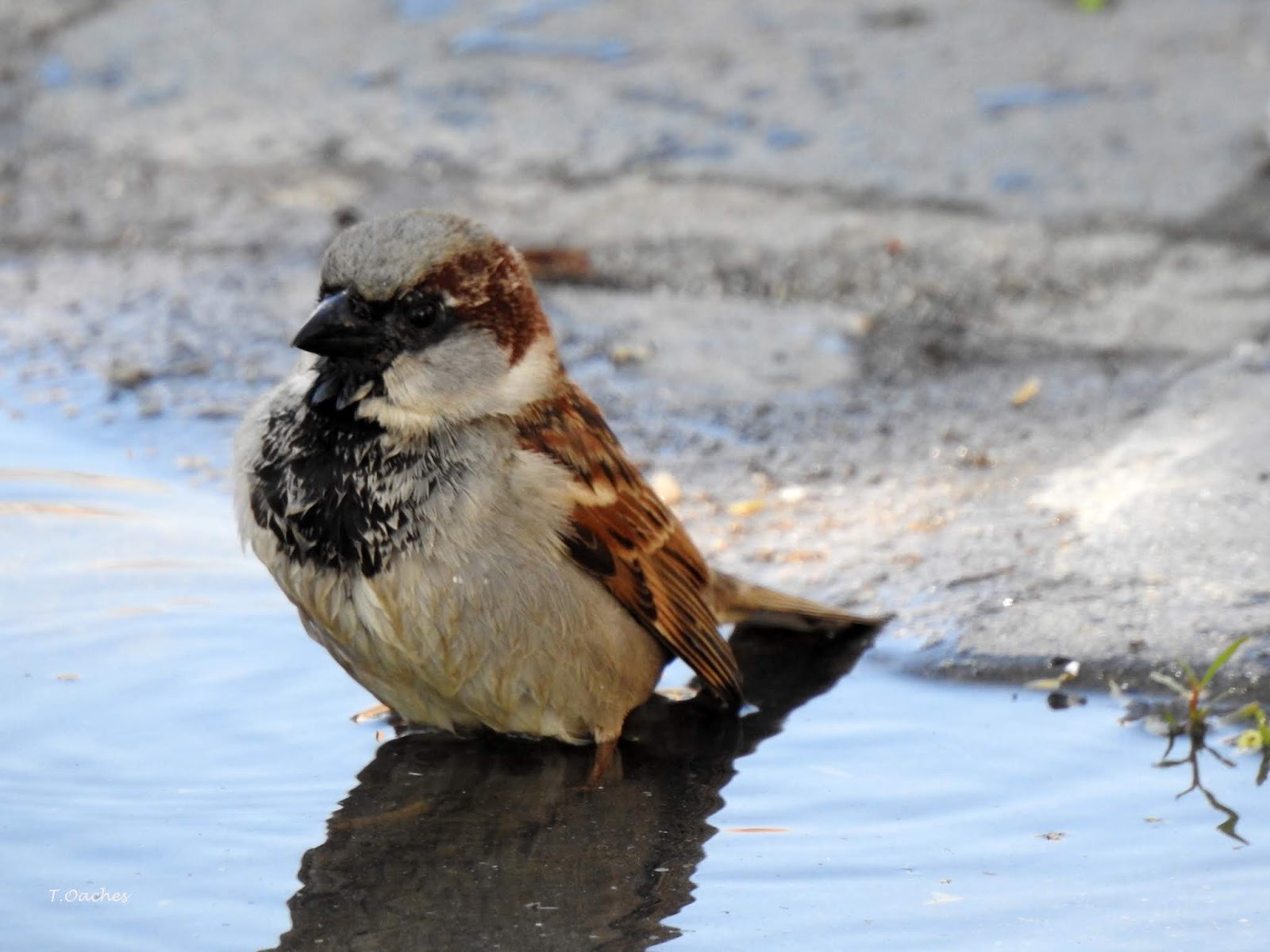 PASARI DIN ROMANIA: VRABIA DE CASA, Passer domesticus
