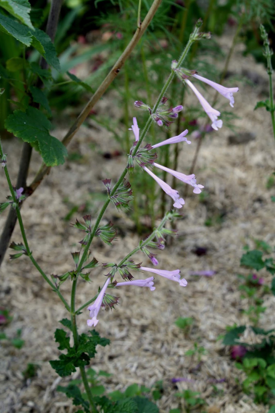 Jardin à Welekete: Salvia scabra Saffina