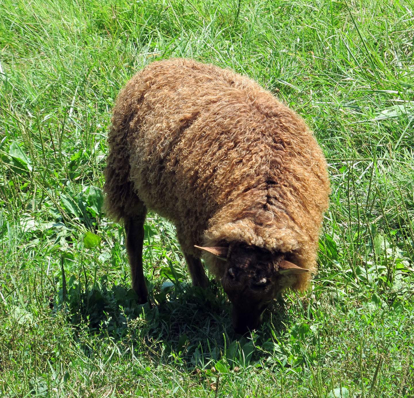 FarmGirl's Homestead Sheep: Finnsheep and Gulf Coast Natives
