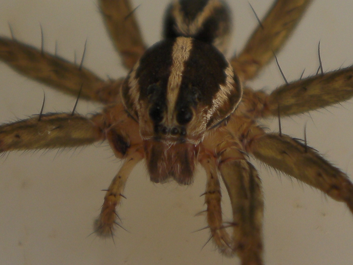 Quaoar Power Zoo: wolf spider (Hogna brunnea?) - Montezuma, Costa Rica