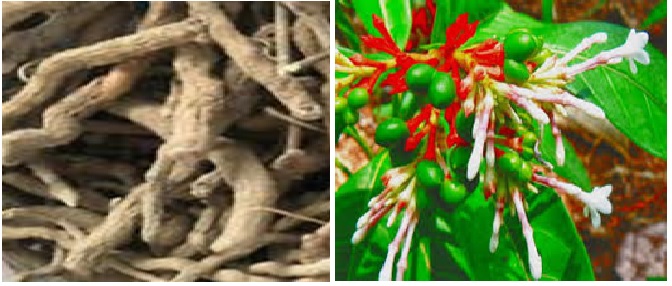 Isolation, Identification & Analysis of Reserpine (Rauwolfia)