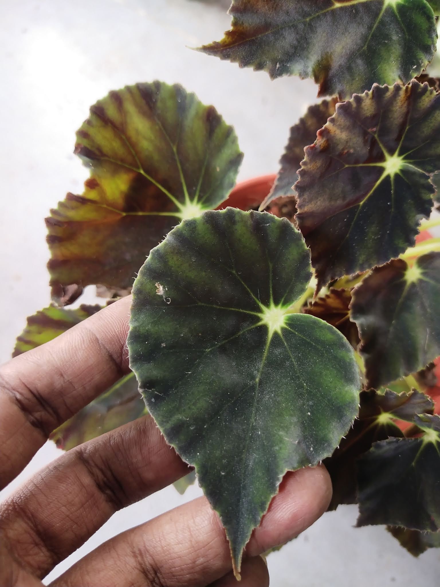 Garden Chronicles of James David: Begonia - mazae f nigricans (Updated ...