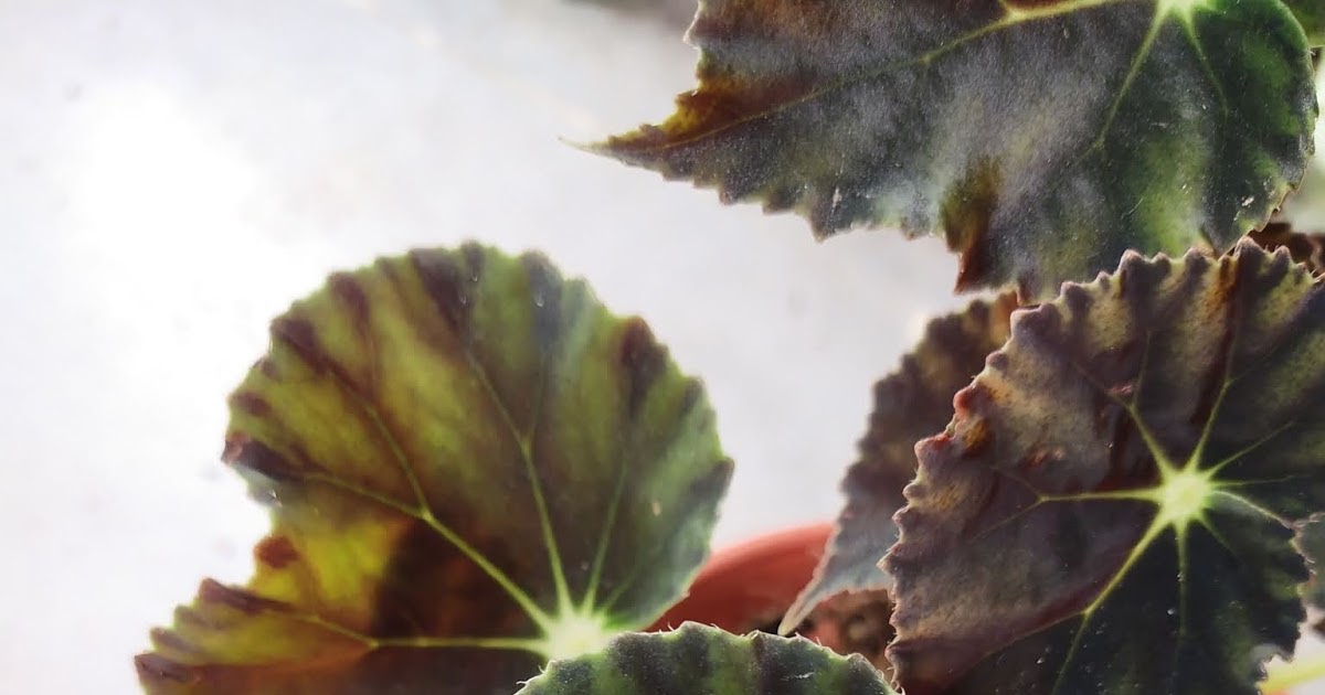 Garden Chronicles of James David: Begonia - mazae f nigricans (Updated ...