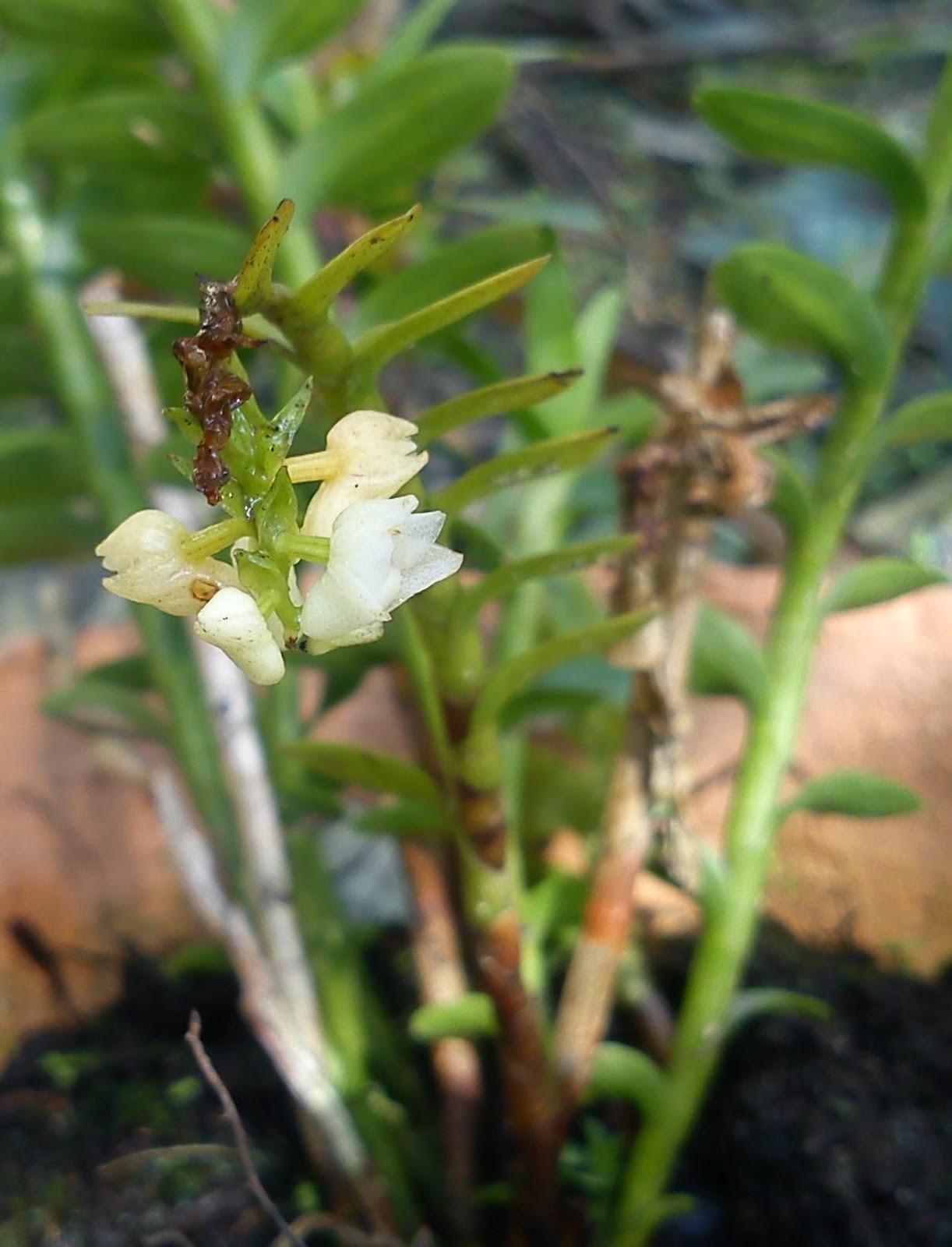 MillFa Wild Orchid: Appendicula cornuta