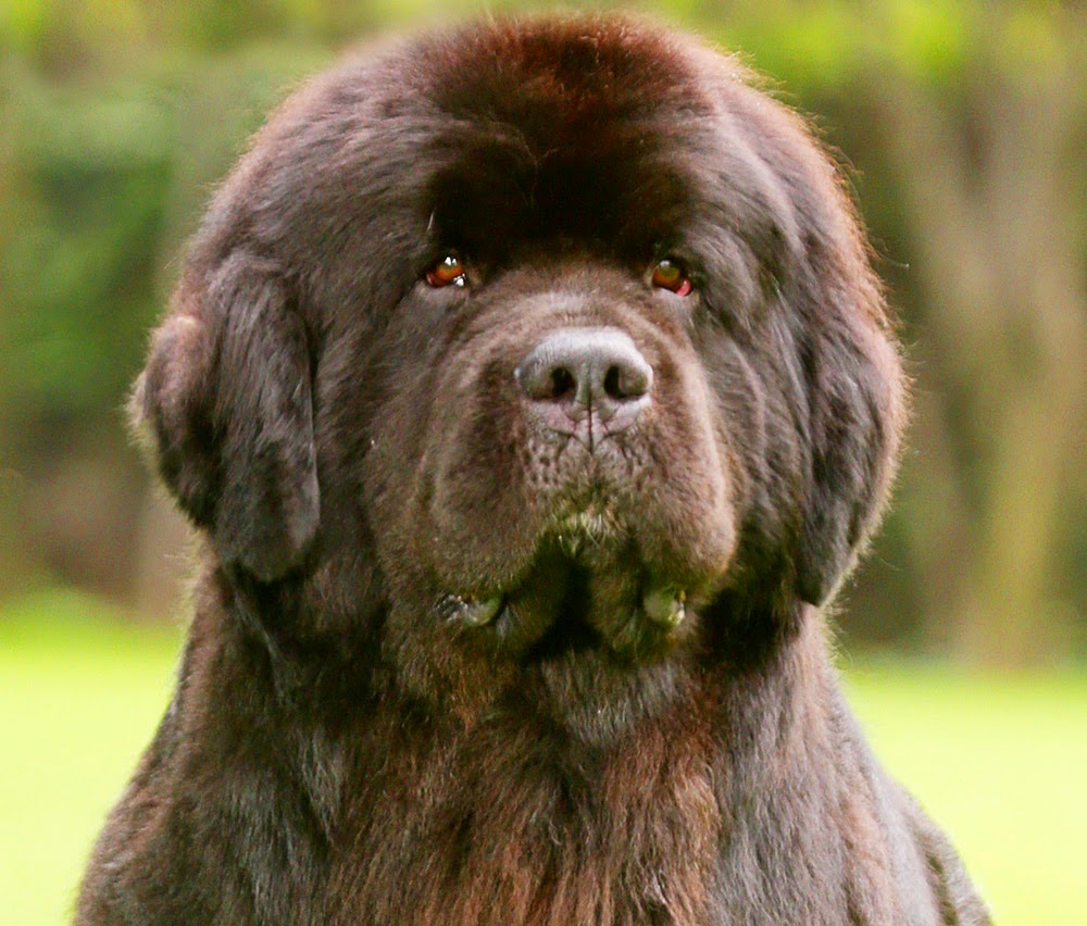 Terranova | WIKI PERROS