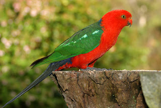 All Wallpapers: Australian King Parrots