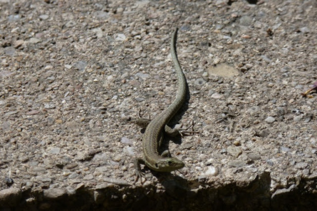 Clemmys guttata: la tortuga moteada: Lagartijas