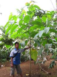 Pengecambahan Benih: BUDIDAYA JABON