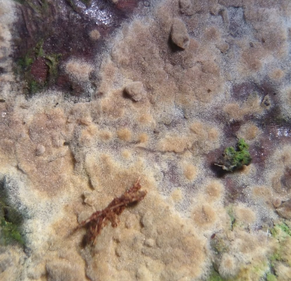 Myco Magic: Almondell CP, West Lothian, 4/11/18