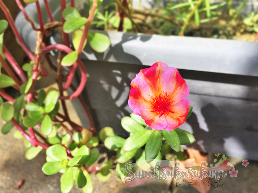 Cantiknya Bunga Rose Jepun Ni