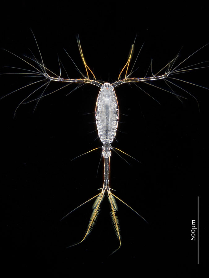 明石・神戸の虫 ときどきプランクトン2: オイトナ属の一種（Oithona sp.）深度合成