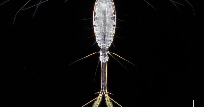 明石・神戸の虫 ときどきプランクトン2: オイトナ属の一種（Oithona sp.）深度合成