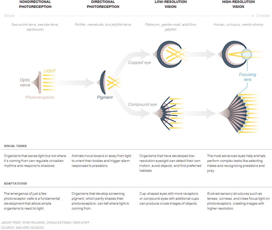 Image Sensors World: Biological Eye Evolution