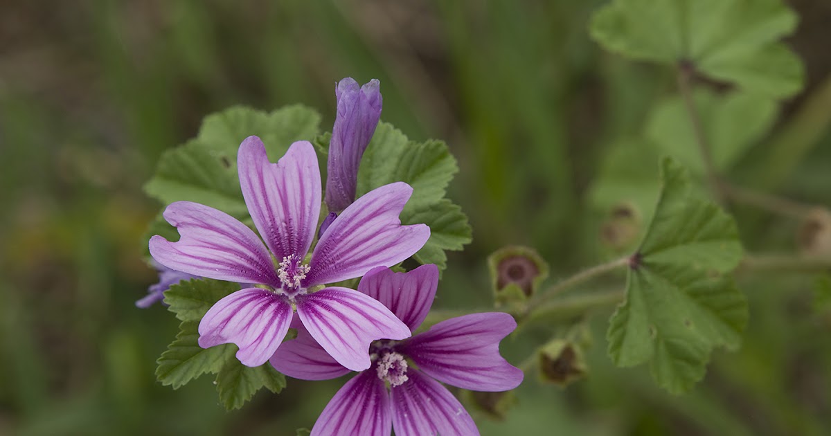 RÍA DE LA VILLA: Una flor en el camino
