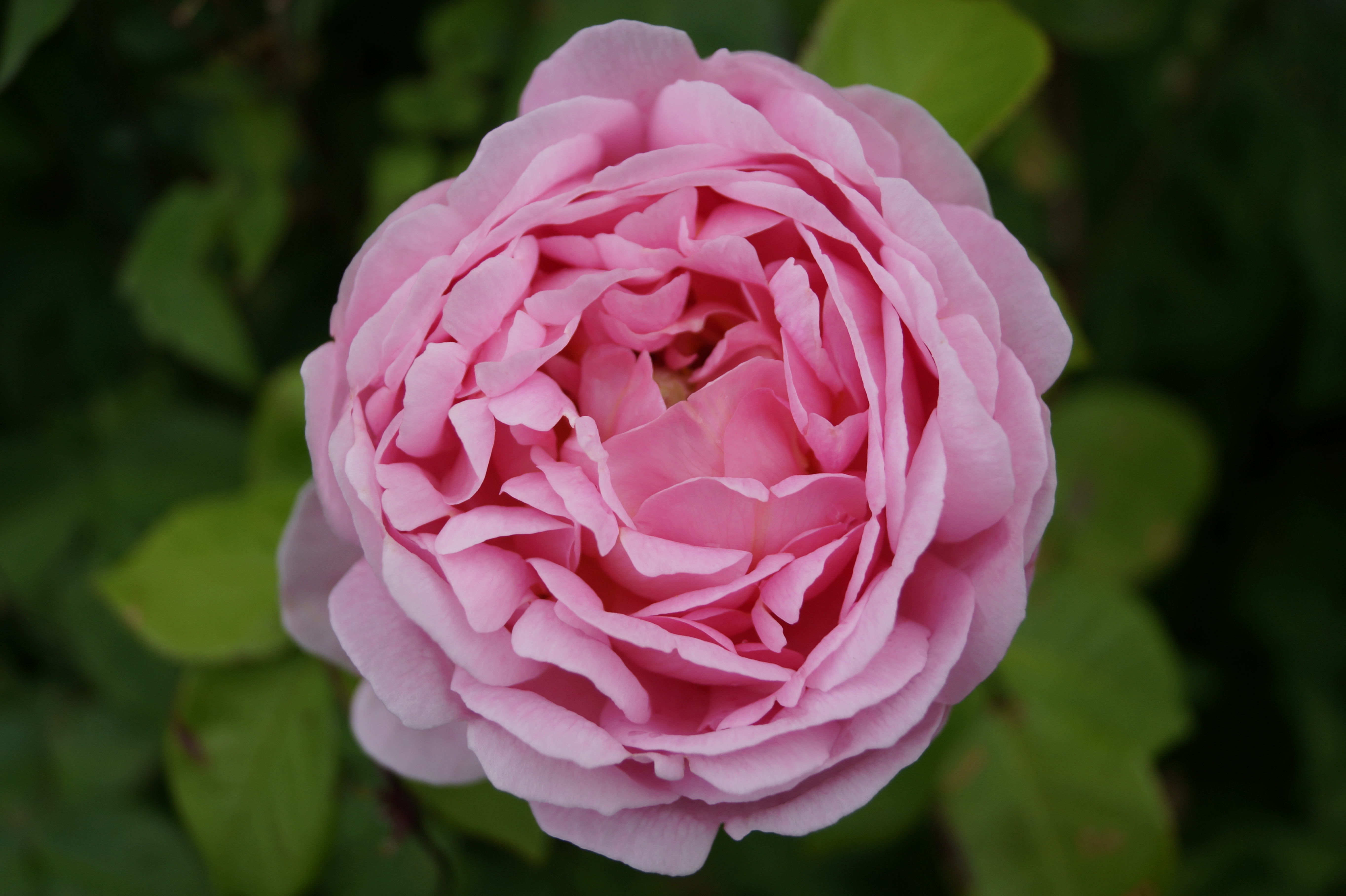 Lillians hage: Rosa Constance Spry er David Austin første rose!