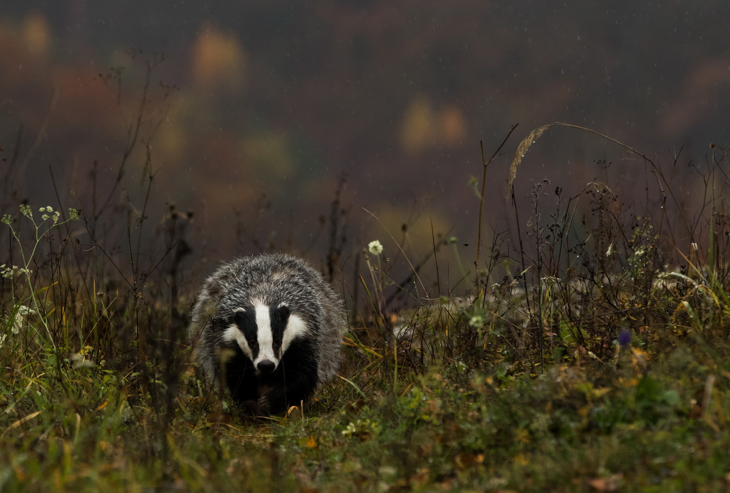Kilometer G 0945: JAZVEC LESNÝ II