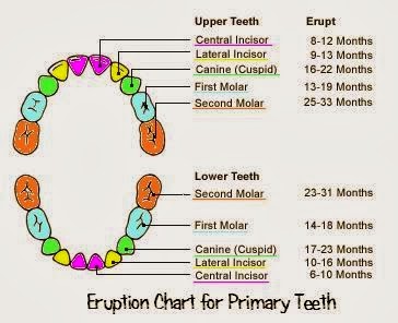 Periode Pertumbuhan (Erupsi) Gigi | BERUNTUNG