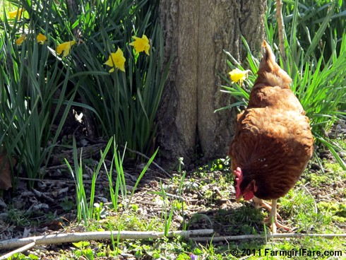 Farmgirl Fare: Saturday Dose of Cute: Spring Chicken