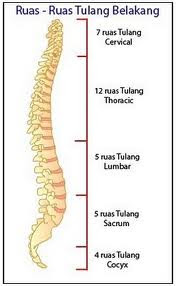 Spinal Alignment