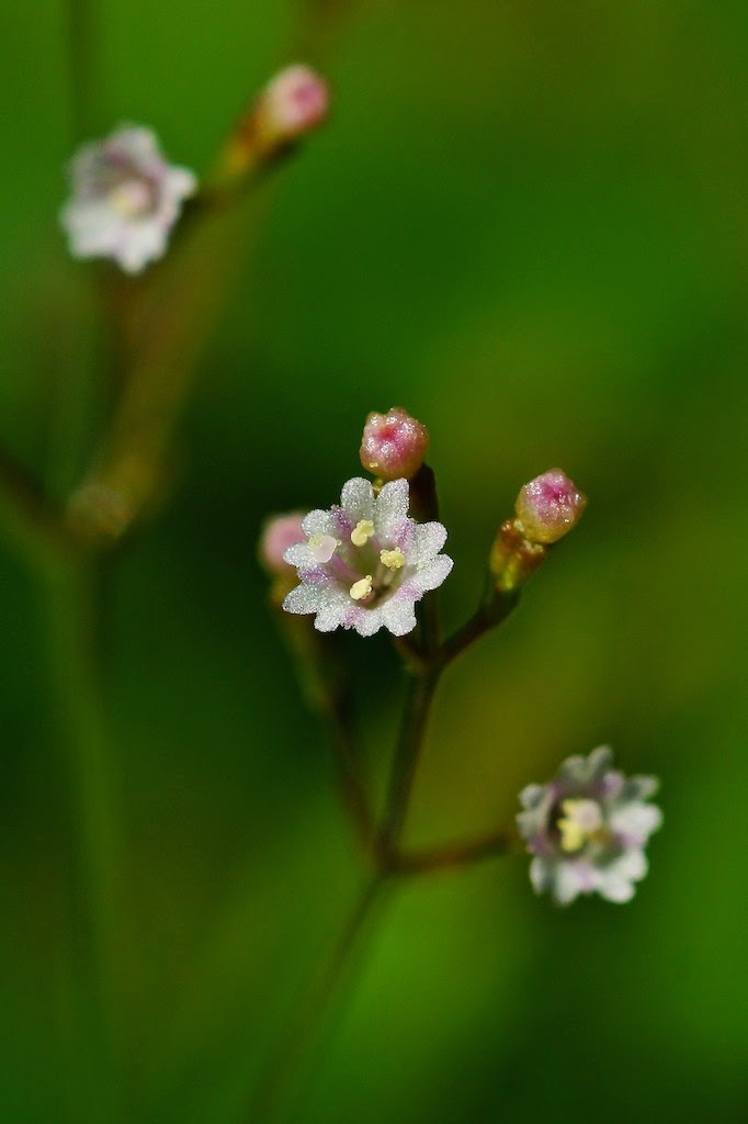 Flora de Puerto Rico Ilustrada Papo Vives: NYCTAGINACEAE BOERHAVIA ...