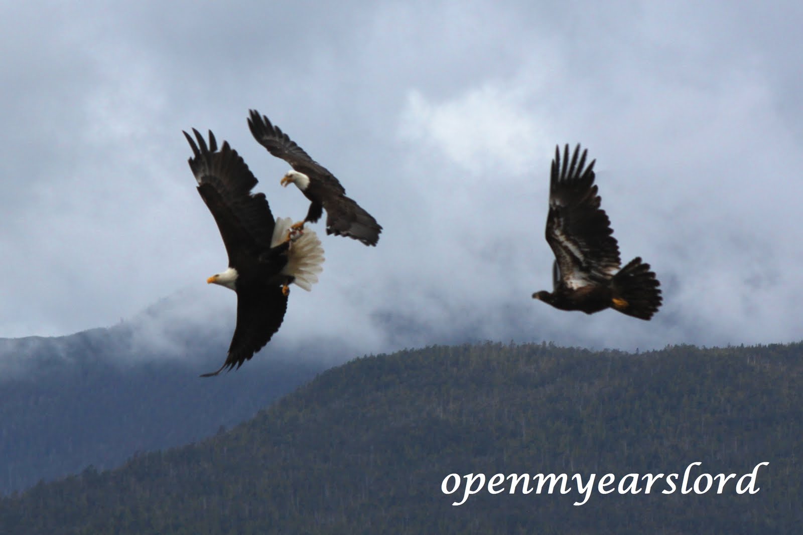 Heart-Filled Moments : On Eagles Wings and Prayer