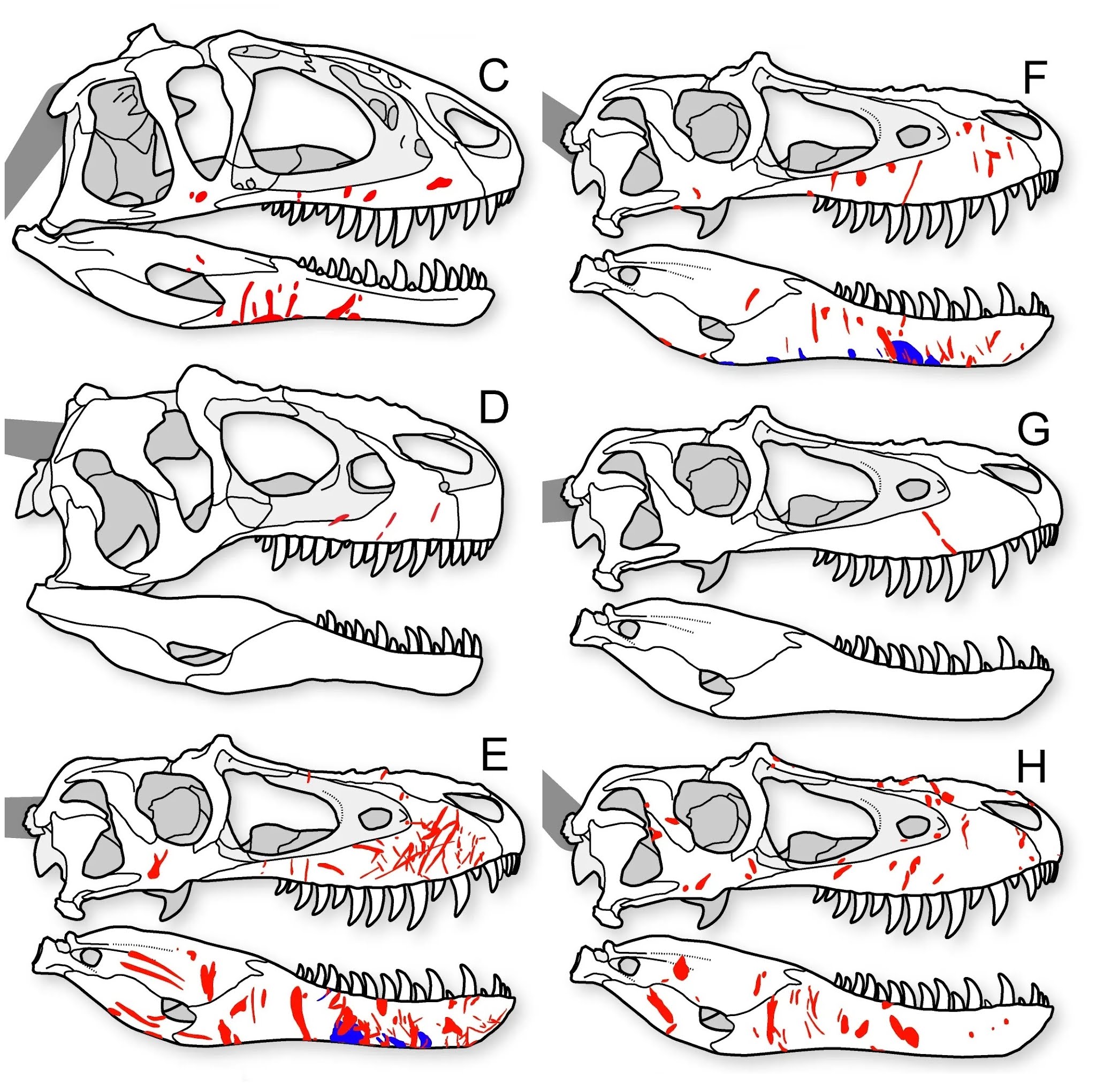 Species New to Science: [Paleontology • 2021] Intraspecific Facial Bite ...