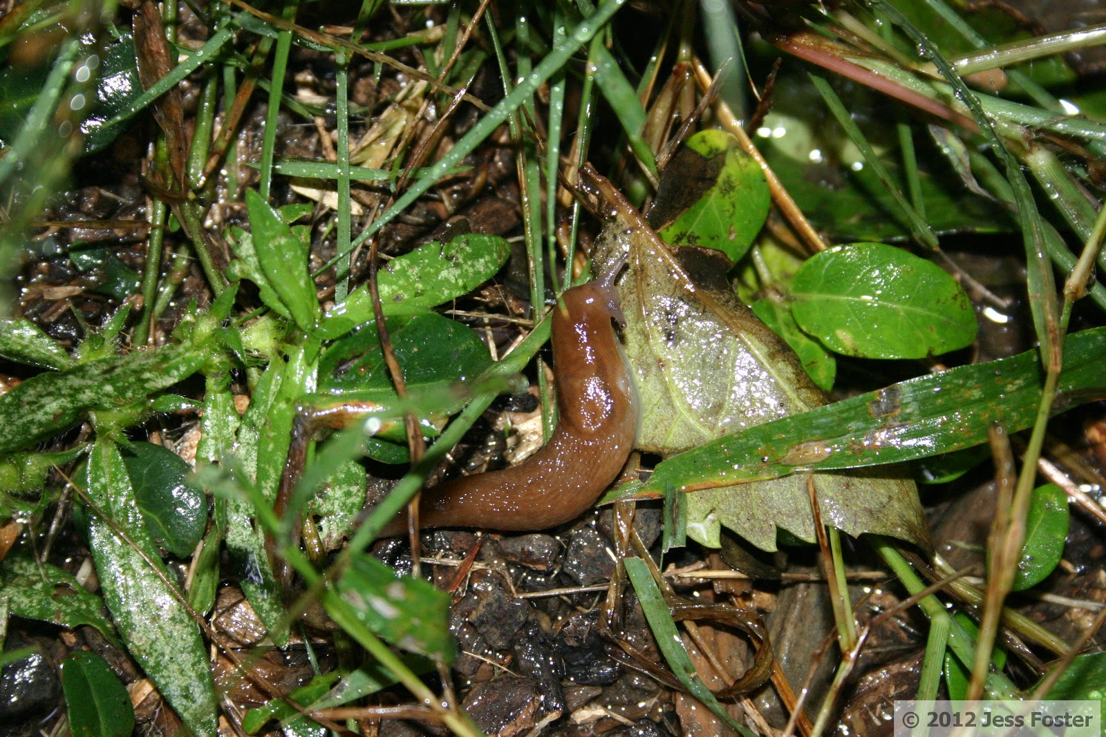 Sluggin' Along: Slug Pool Party