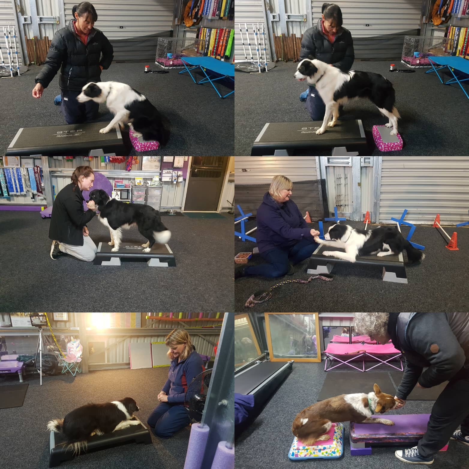 Hybrid Dog Training: Lessons, classes, and workshops