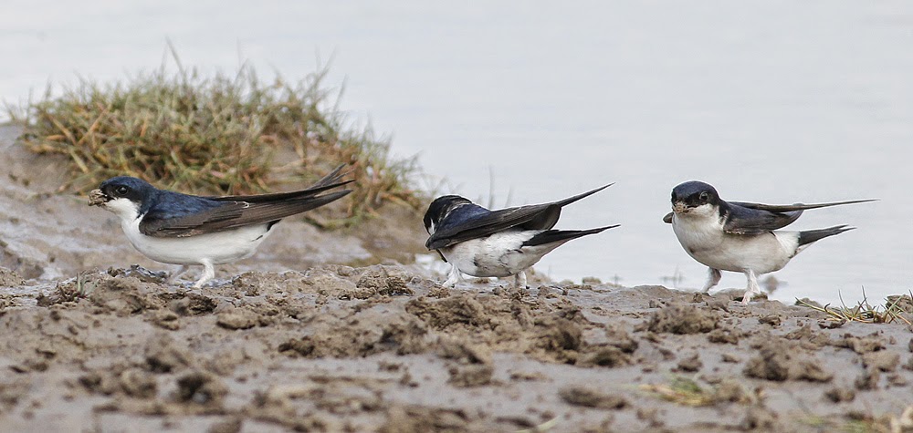 Another Bird Blog: Swallows And Martins