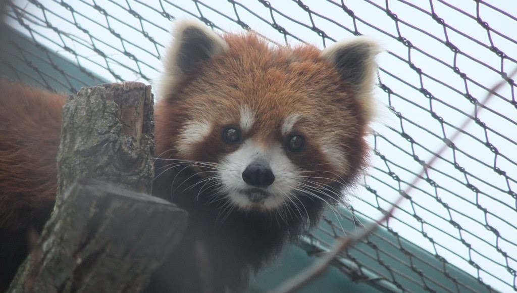 the cute octopus: Panda Time!