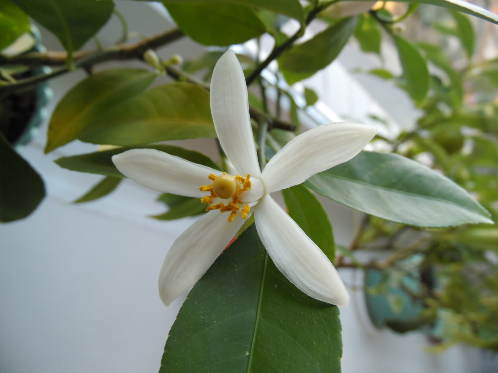 Rośliny egzotyczne: Pierwszy tegoroczny kwiat cytryny Meyera: