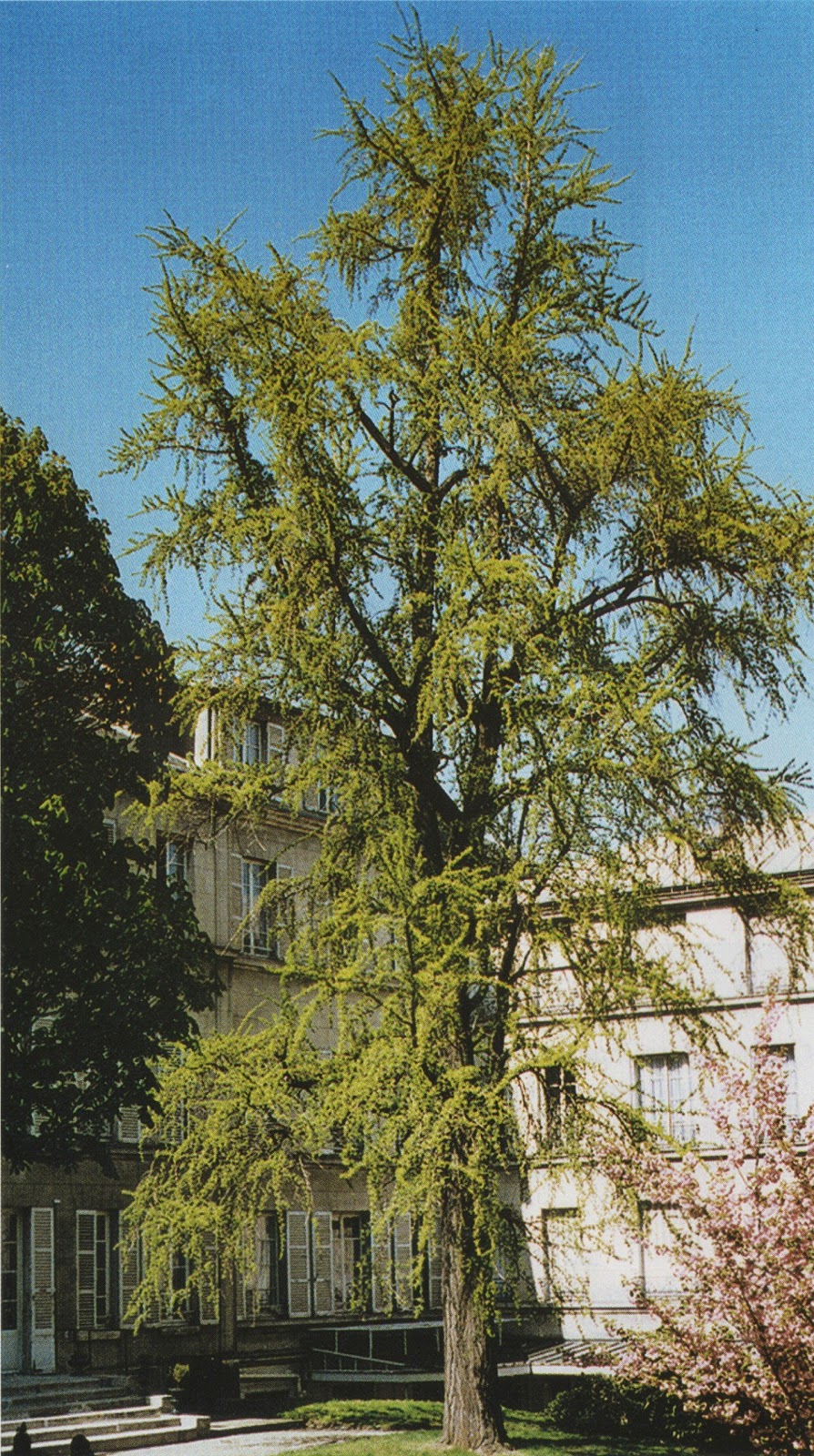 Cluny News: Did You Know ... Gingko Tree