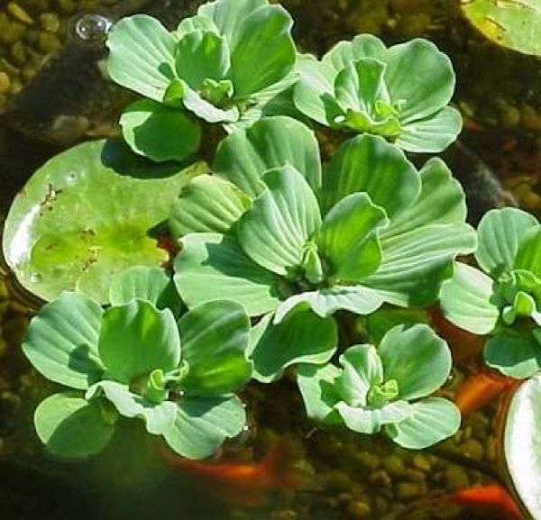 Klasifikasi Kayambang atau Apu-apu (Pistia stratiotes) - Klasifikasi ...